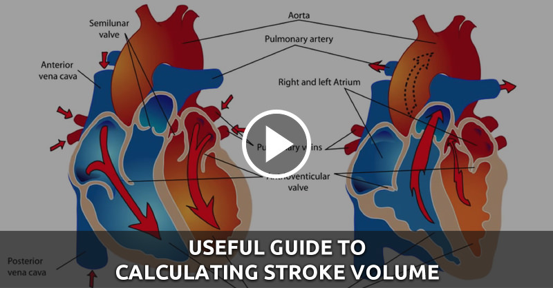 Useful Guideline To Calculating Stroke Volume Qd Nurses